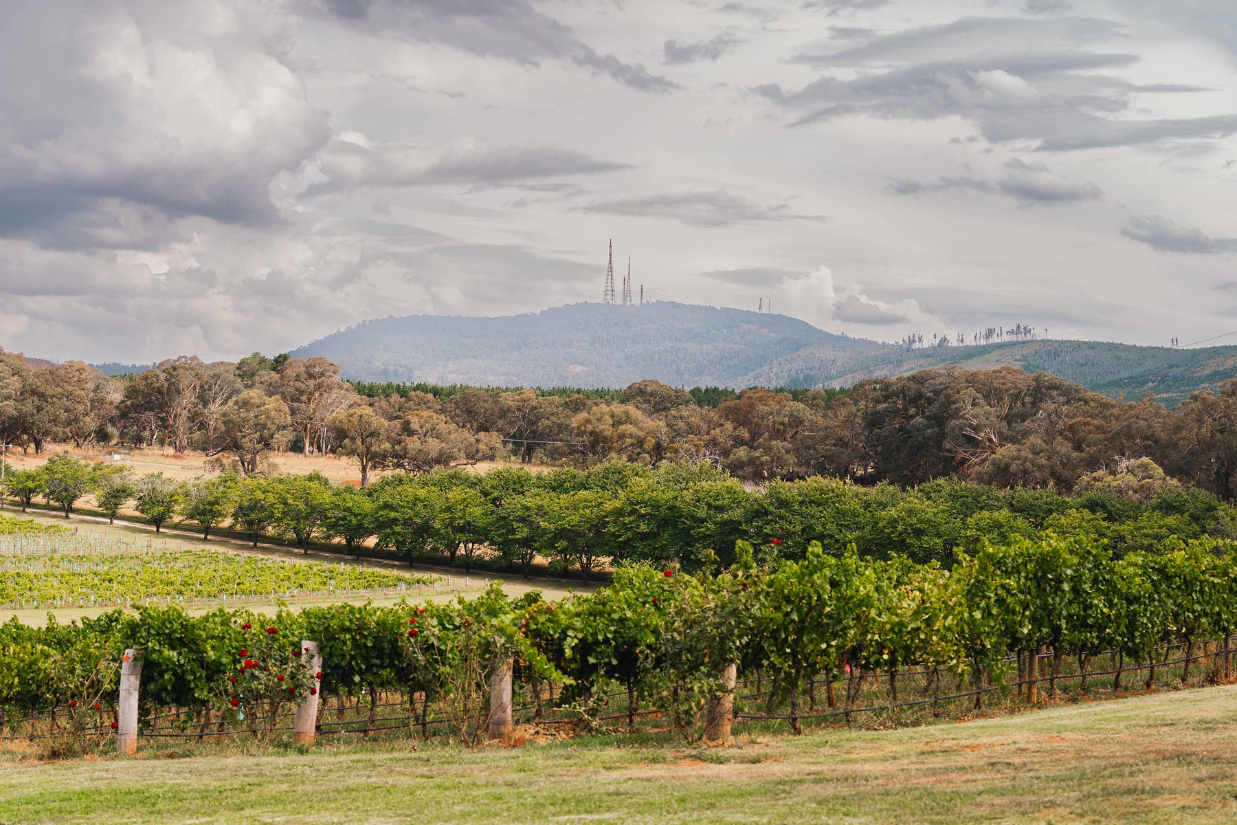 OUR STORY - AN ORANGE WINERY