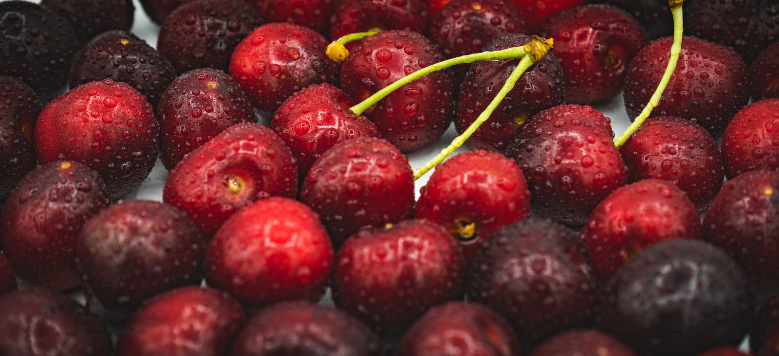 Cherry Picking at Stockman's Ridge Wines
